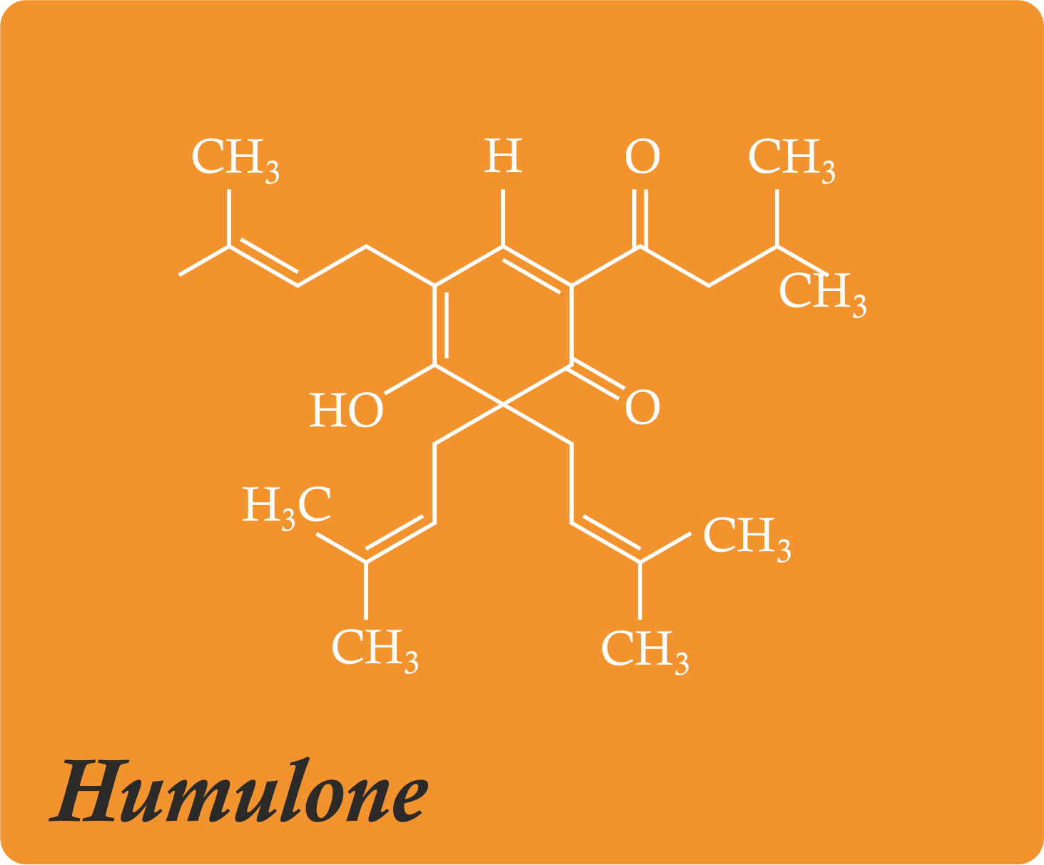 37th Colchester Real Ale and Cider Festival – Colchester Beer Festivals